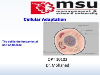 Lect 2- cellular adaptation | PPT
