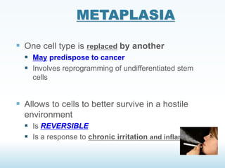 Lect 2- cellular adaptation | PPT