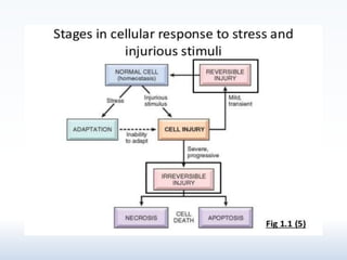 Lect 2- cellular adaptation | PPT
