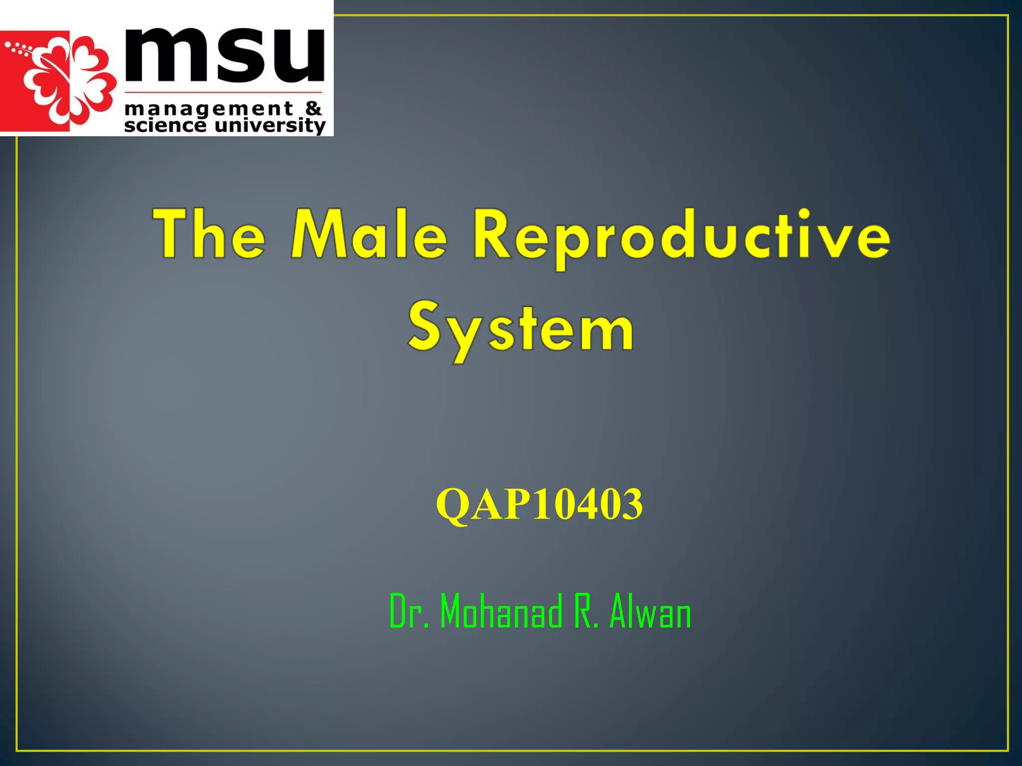 male reproductive system | PPT