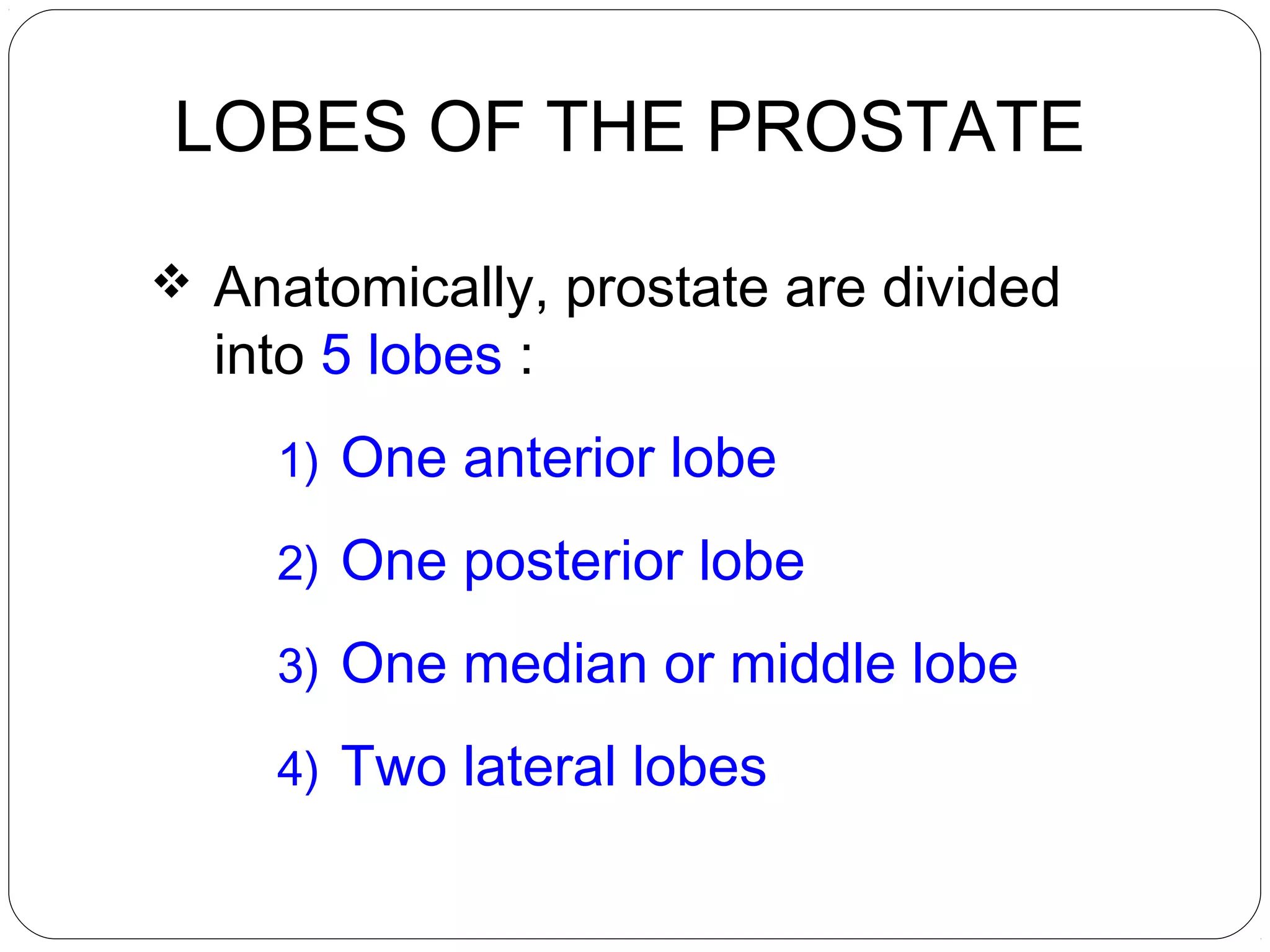 male reproductive system | PPT