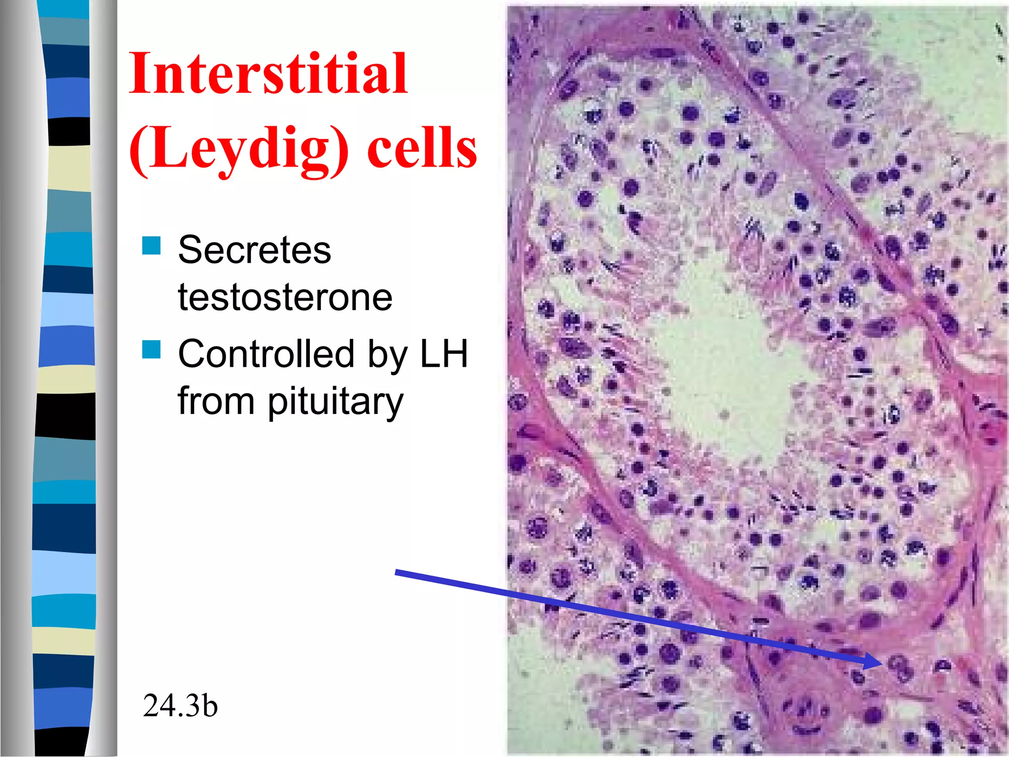 male reproductive system | PPT