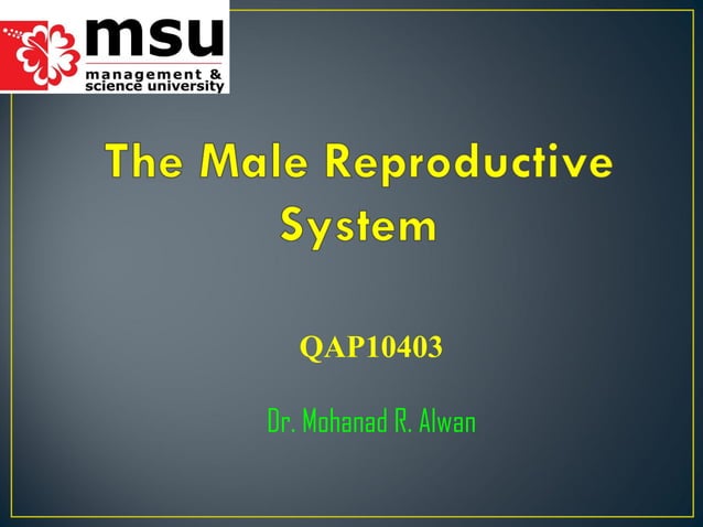 male reproductive system | PPT