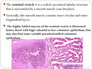 male reproductive system | PPT | Infertility | Reproductive Health