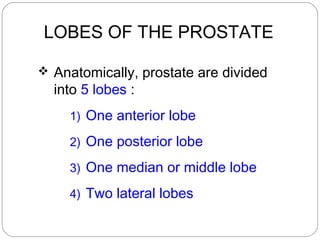 male reproductive system | PPT | Infertility | Reproductive Health