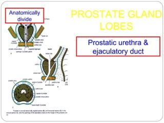male reproductive system | PPT | Infertility | Reproductive Health