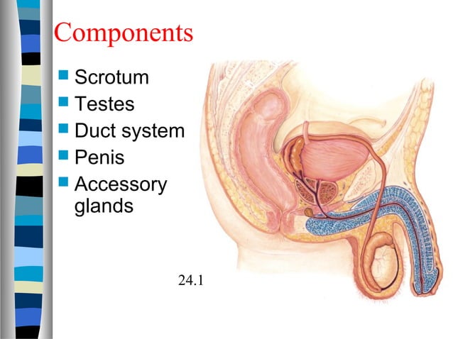 male reproductive system | PPT