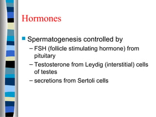 male reproductive system | PPT | Infertility | Reproductive Health