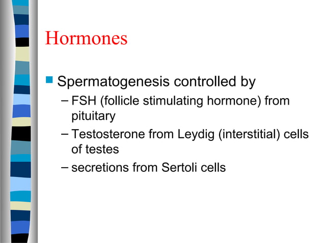 male reproductive system | PPT
