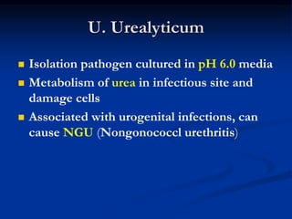 Lect. 12 & 13 mycoplasmas dr. ihsan alsaimary | PPT