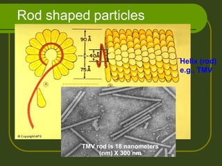 Lect.6 composition & Architecture of plant viruses.pdf