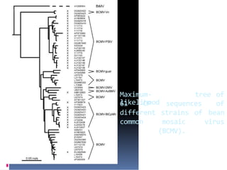 Lect. 4 plant virus Nomenclature & classification.pptx