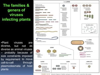 Lect. 4 plant virus Nomenclature & classification.pptx