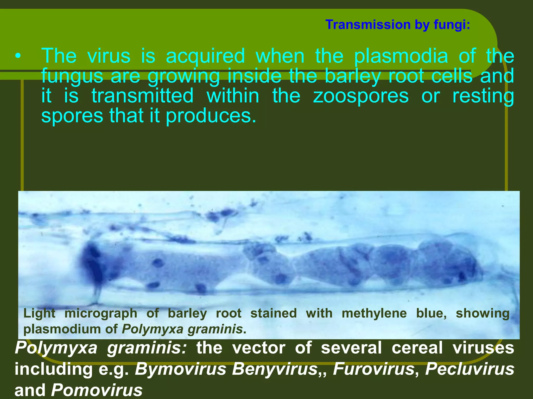 Lect. 7 Pl Path 502 Plant virus Transmission.pdf