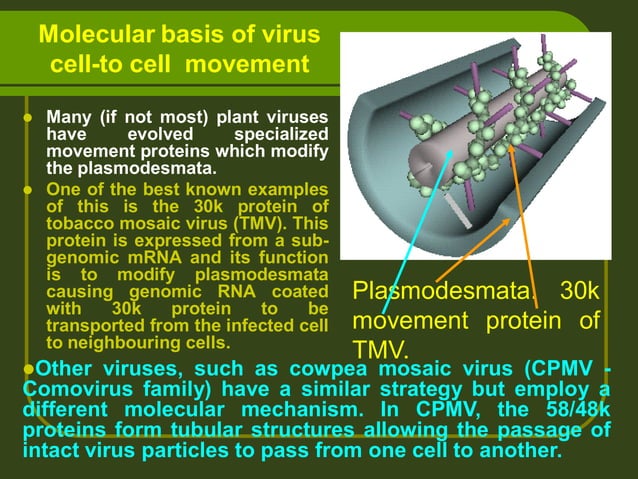 Lect. 7 Pl Path 502 Plant virus Transmission.pdf