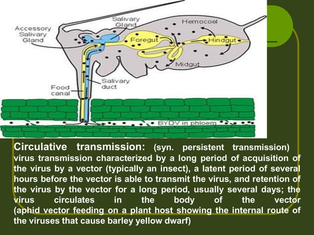 Lect. 7 Pl Path 502 Plant virus Transmission.pdf