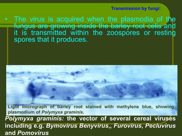 Lect. 7 Pl Path 502 Plant virus Transmission.pdf