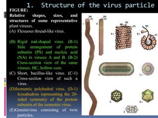 Lect. 4 plant virus Nomenclature & classification.pdf