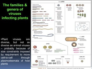 Lect. 4 plant virus Nomenclature & classification.pdf