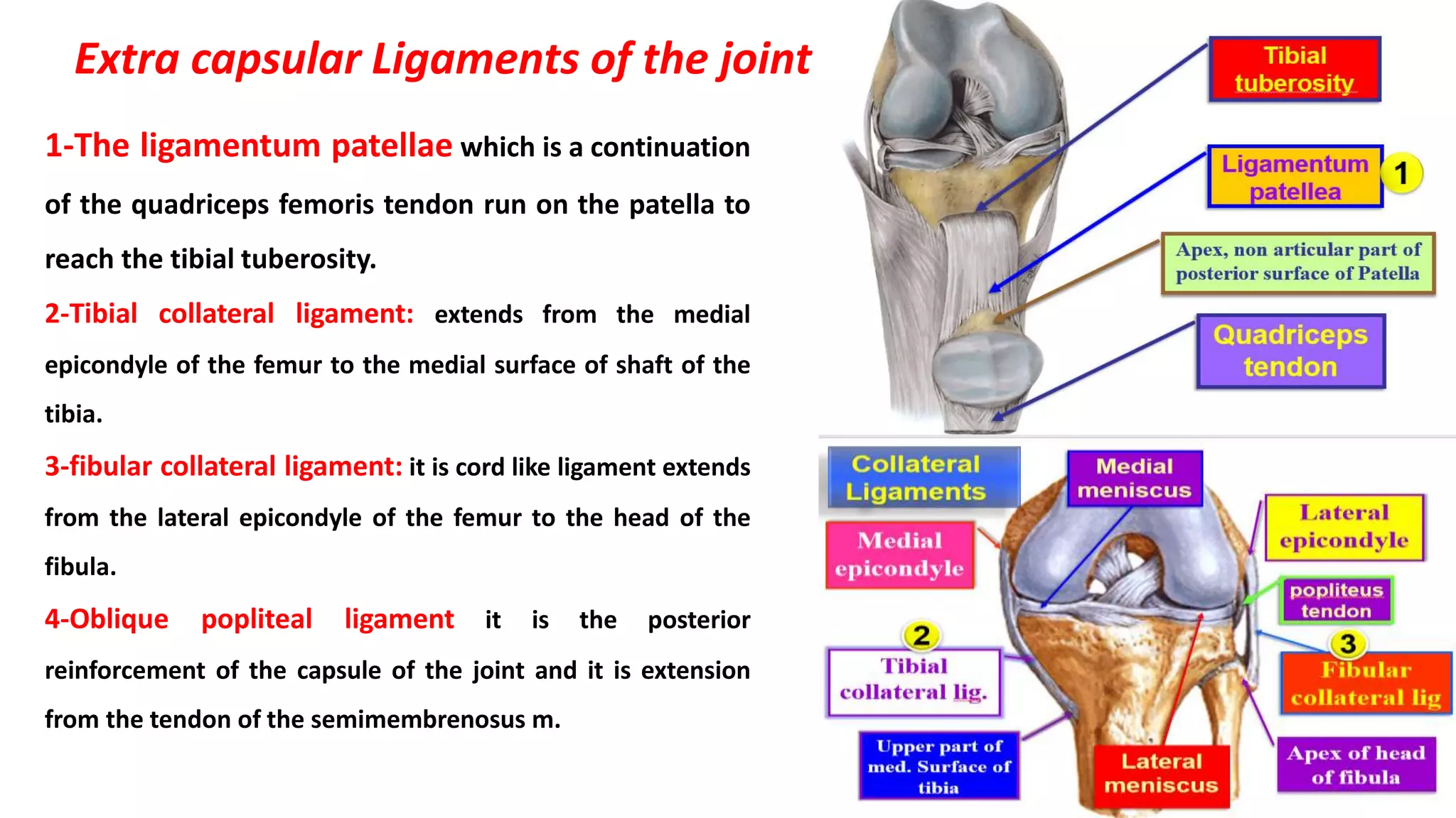 lect. joints of the lower limb.pptx