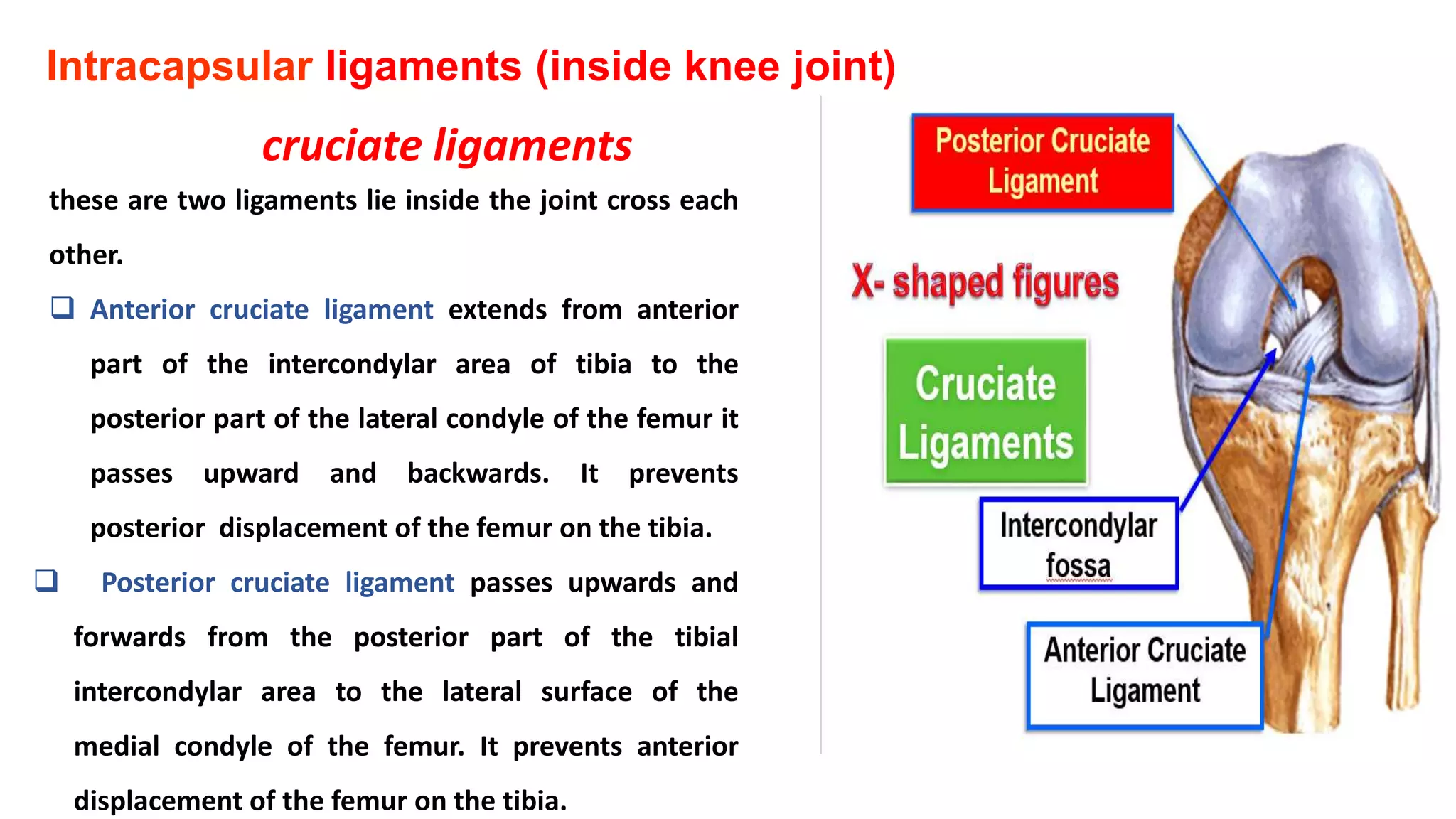 lect. joints of the lower limb.pptx