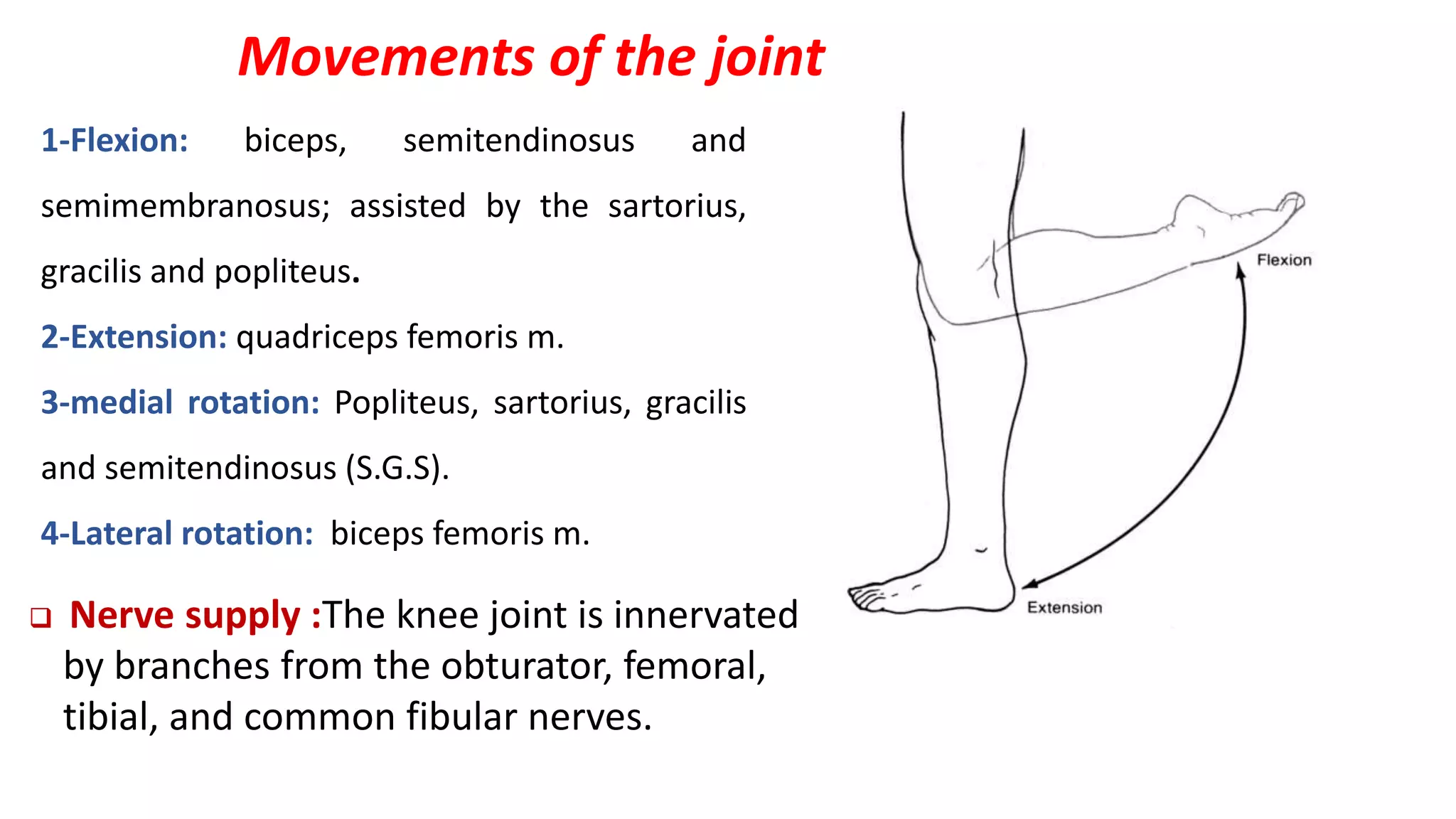 lect. joints of the lower limb.pptx