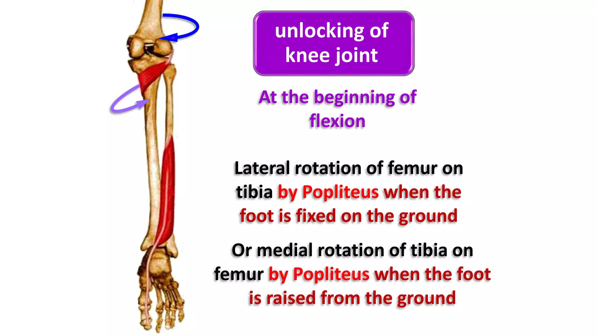 lect. joints of the lower limb.pptx