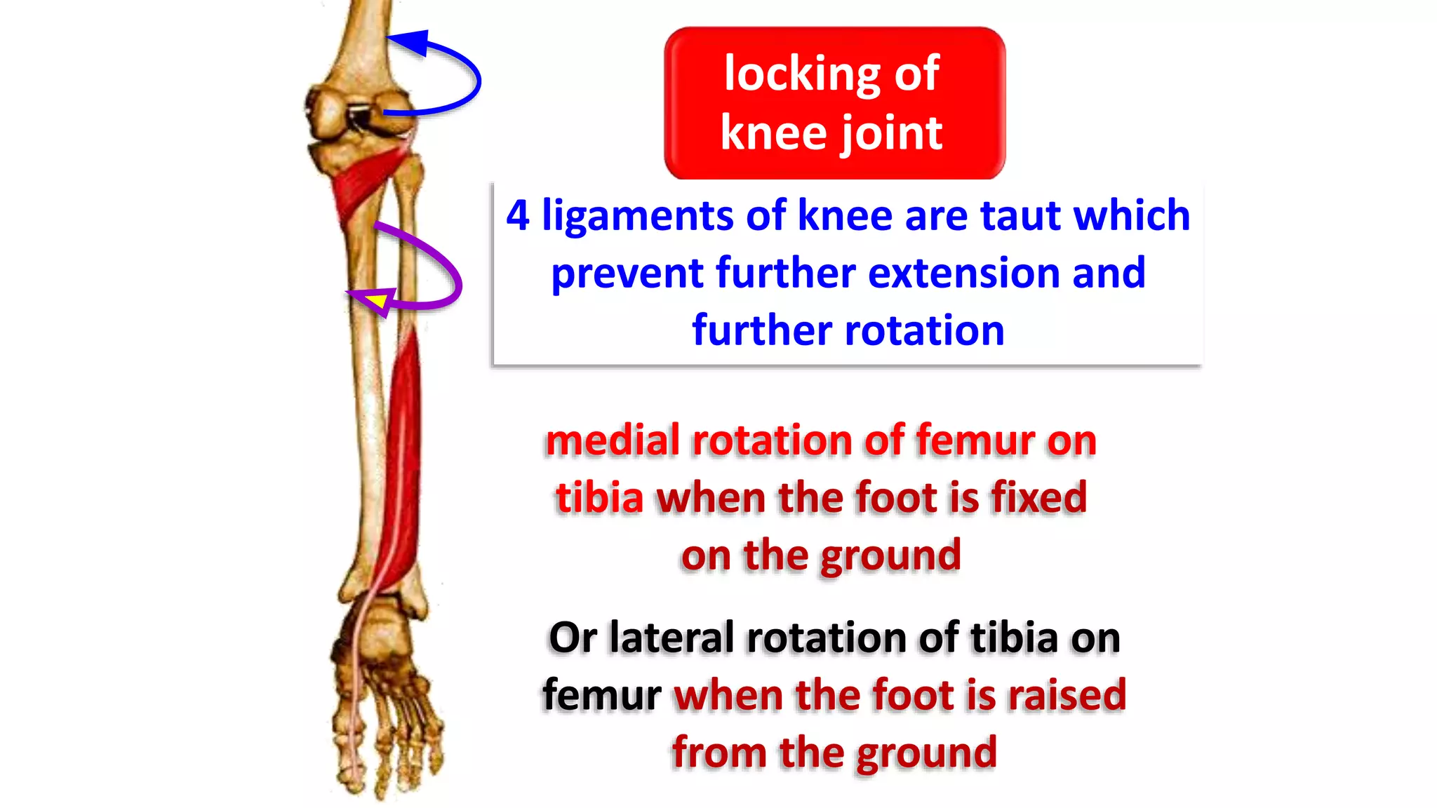 lect. joints of the lower limb.pptx