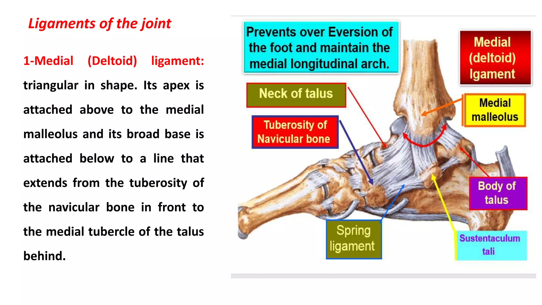 lect. joints of the lower limb.pptx