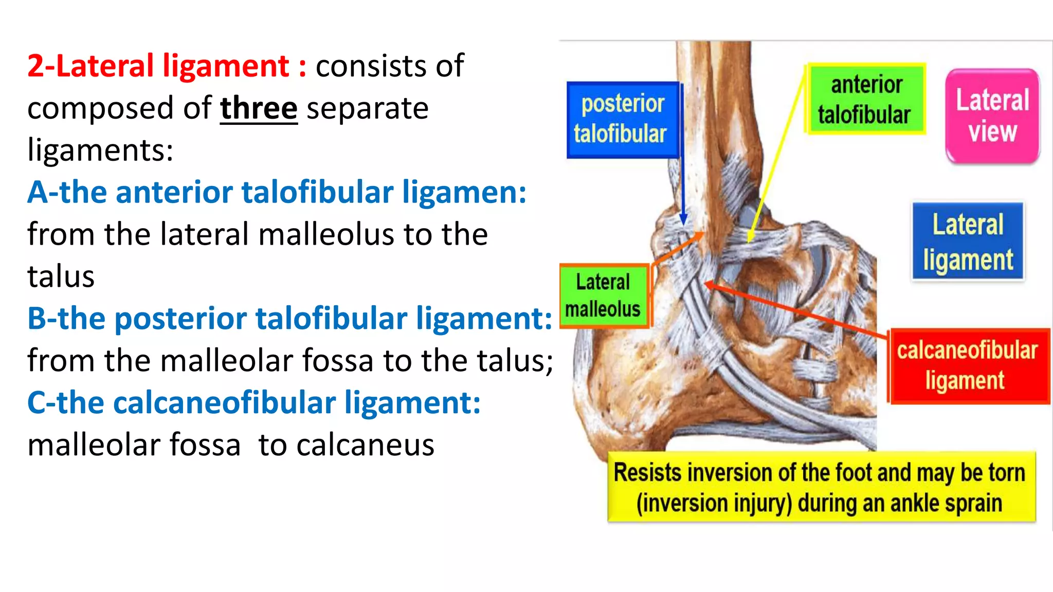 lect. joints of the lower limb.pptx
