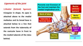 lect. joints of the lower limb.pptx | Death, Injury, or Military ...