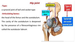 lect. joints of the lower limb.pptx | Death, Injury, or Military ...