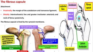 lect. joints of the lower limb.pptx | Death, Injury, or Military ...