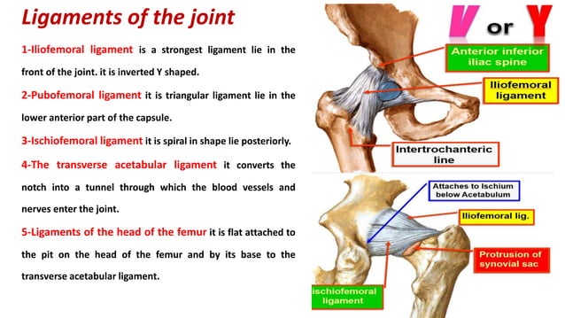 lect. joints of the lower limb.pptx | Death, Injury, or Military ...