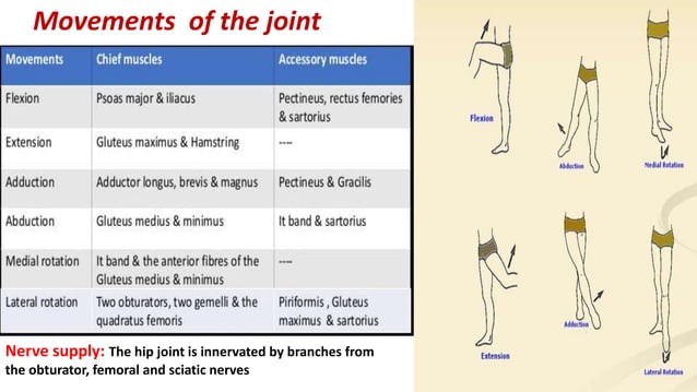 lect. joints of the lower limb.pptx | Death, Injury, or Military ...