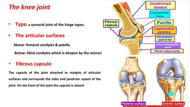 lect. joints of the lower limb.pptx | Death, Injury, or Military ...