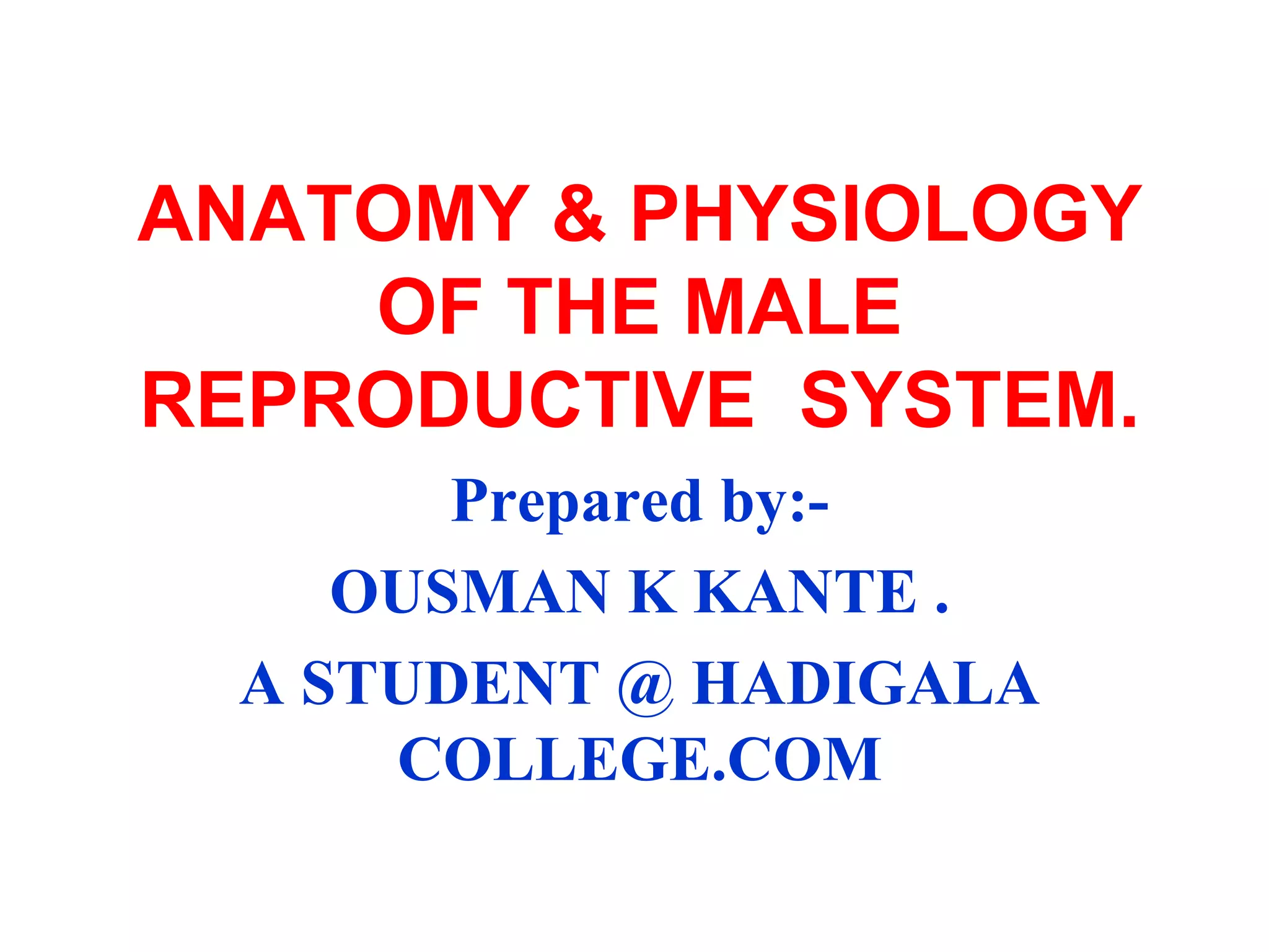 LECT. 13 MALE REPRODUCTIVE SYSTEM.ppt | Sexual Conditions | Sexual Health