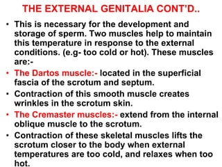 LECT. 13 MALE REPRODUCTIVE SYSTEM.ppt