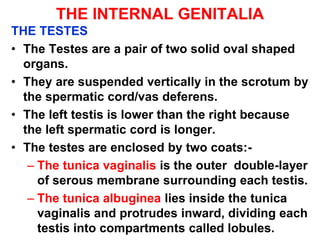 LECT. 13 MALE REPRODUCTIVE SYSTEM.ppt