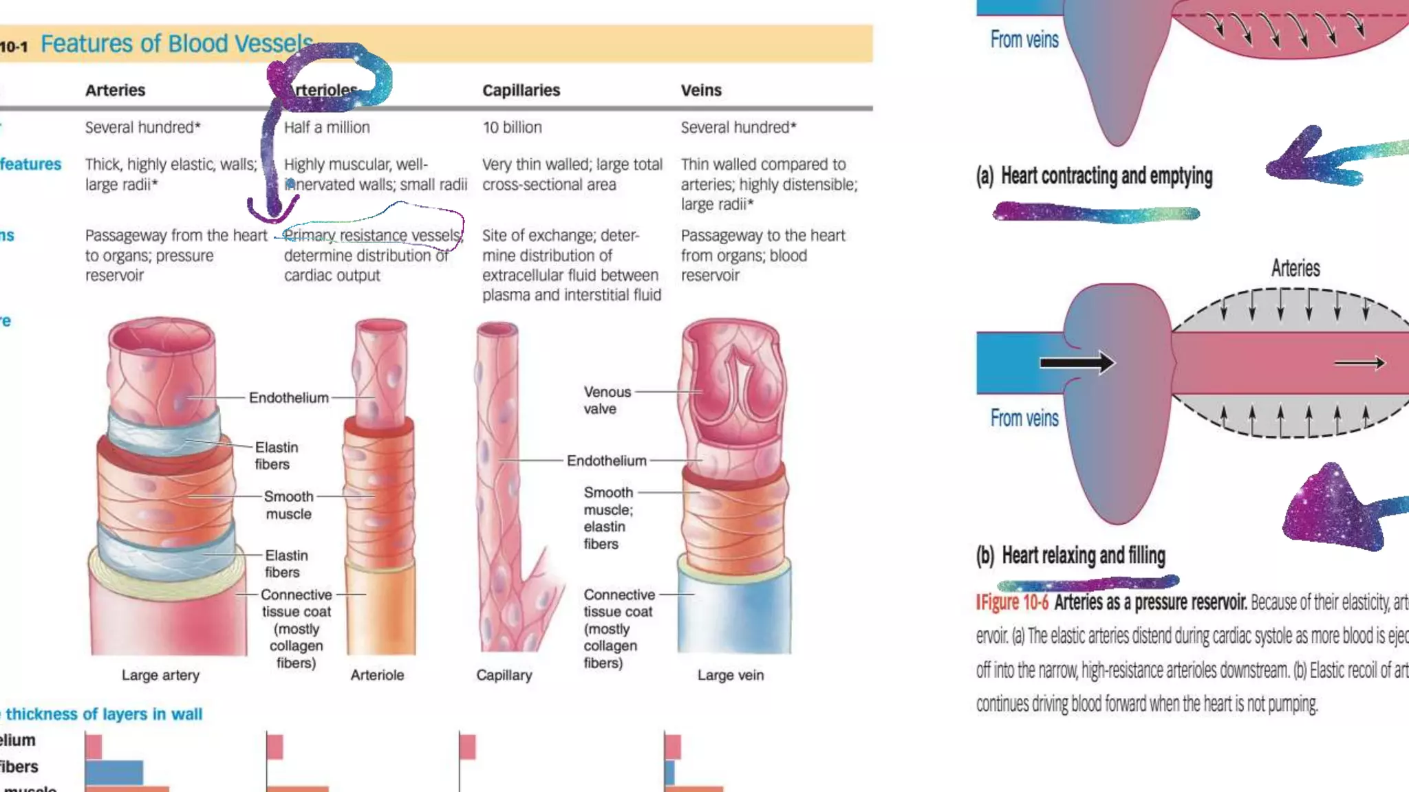 Lect. 8 - PPatterns and Physics of Blood Flow. Arteries. Arterioles (5 ...