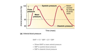 Lect. 8 - PPatterns and Physics of Blood Flow. Arteries. Arterioles (5 ...