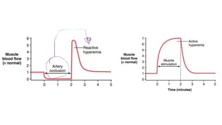 Lect. 8 - PPatterns and Physics of Blood Flow. Arteries. Arterioles (5 ...