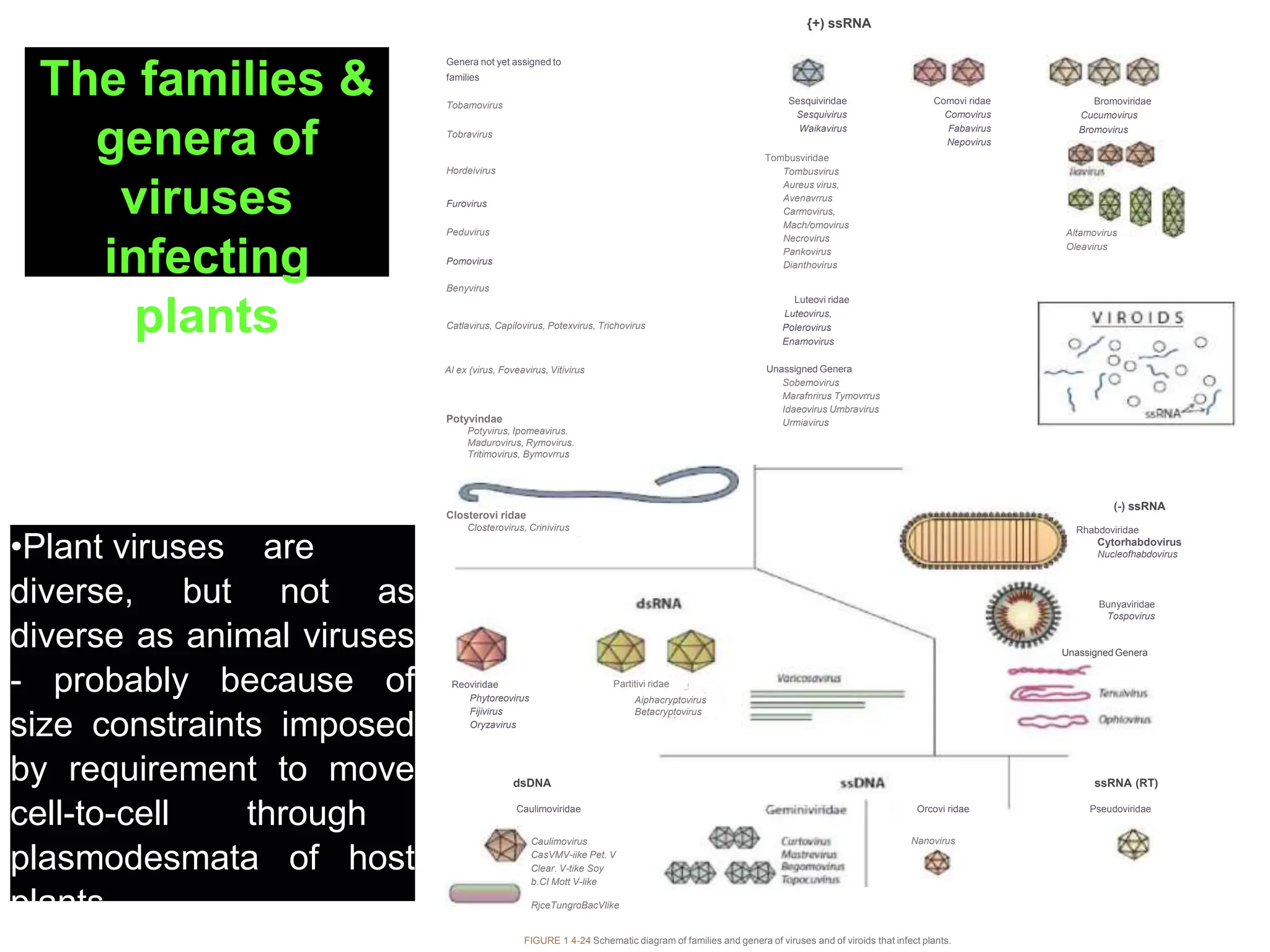 Lect. 4 plant virus Nomenclature & classification - Copy.pptx