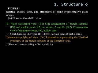 Lect. 4 plant virus Nomenclature & classification - Copy.pptx