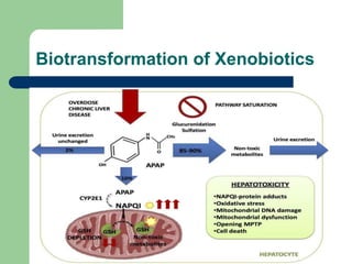 Lect. No. 14 & 15 Detoxification & Biotrasformation of Xenobiotics.ppt