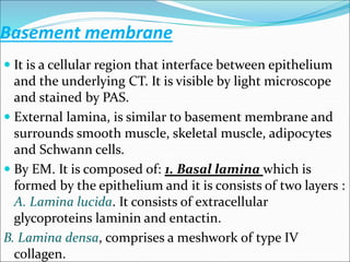 Lect.3.Connective tissue.ppt for the bams | PPT