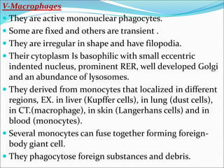 Lect.3.Connective tissue.ppt for the bams | PPT