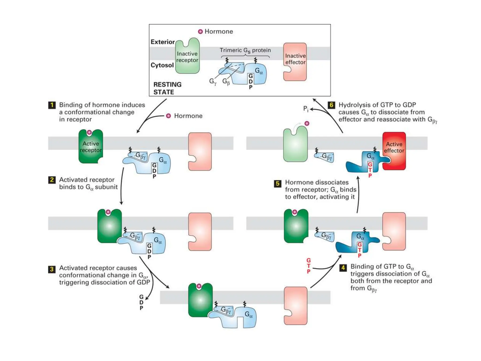 lect- signal transduction and protein coupled receptors | PPT