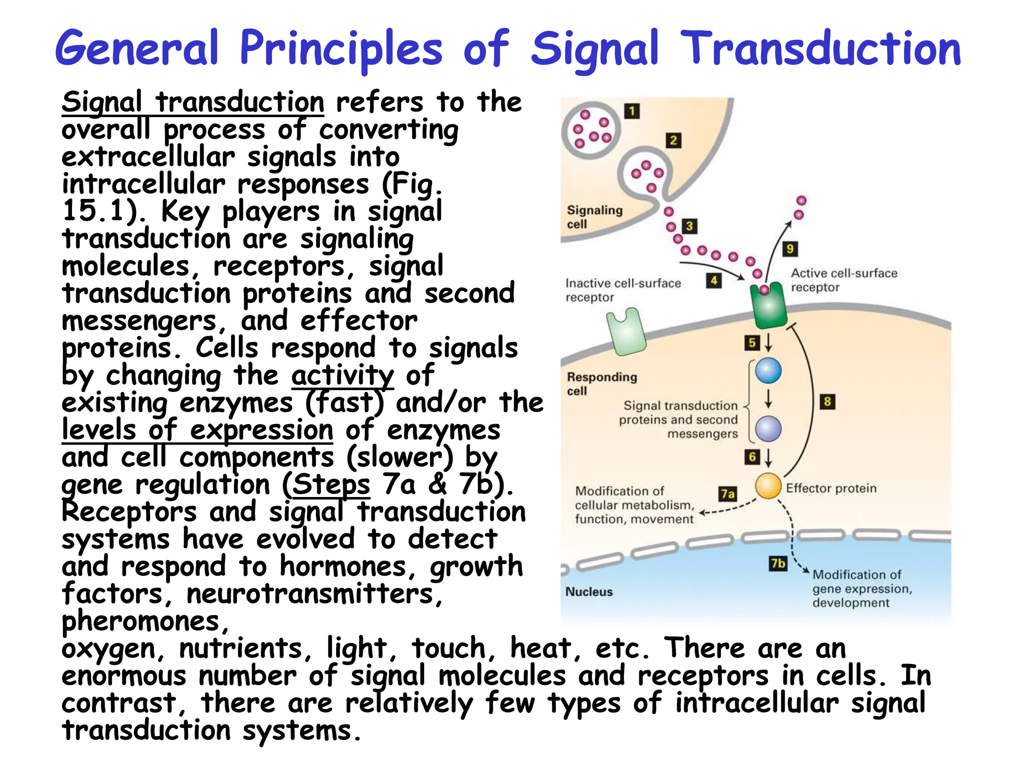 lect- signal transduction and protein coupled receptors | PPT