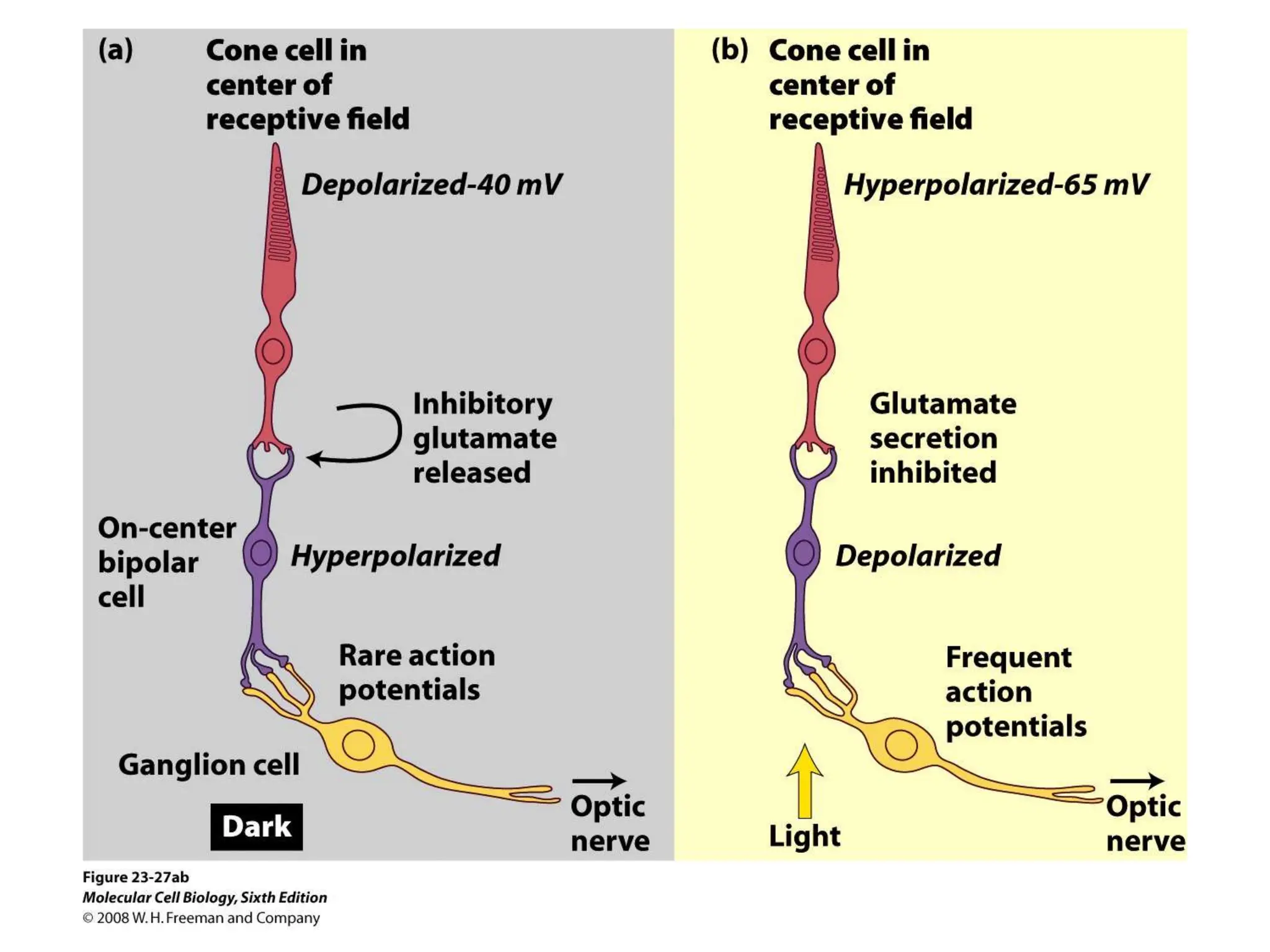 lect- signal transduction and protein coupled receptors | PPT